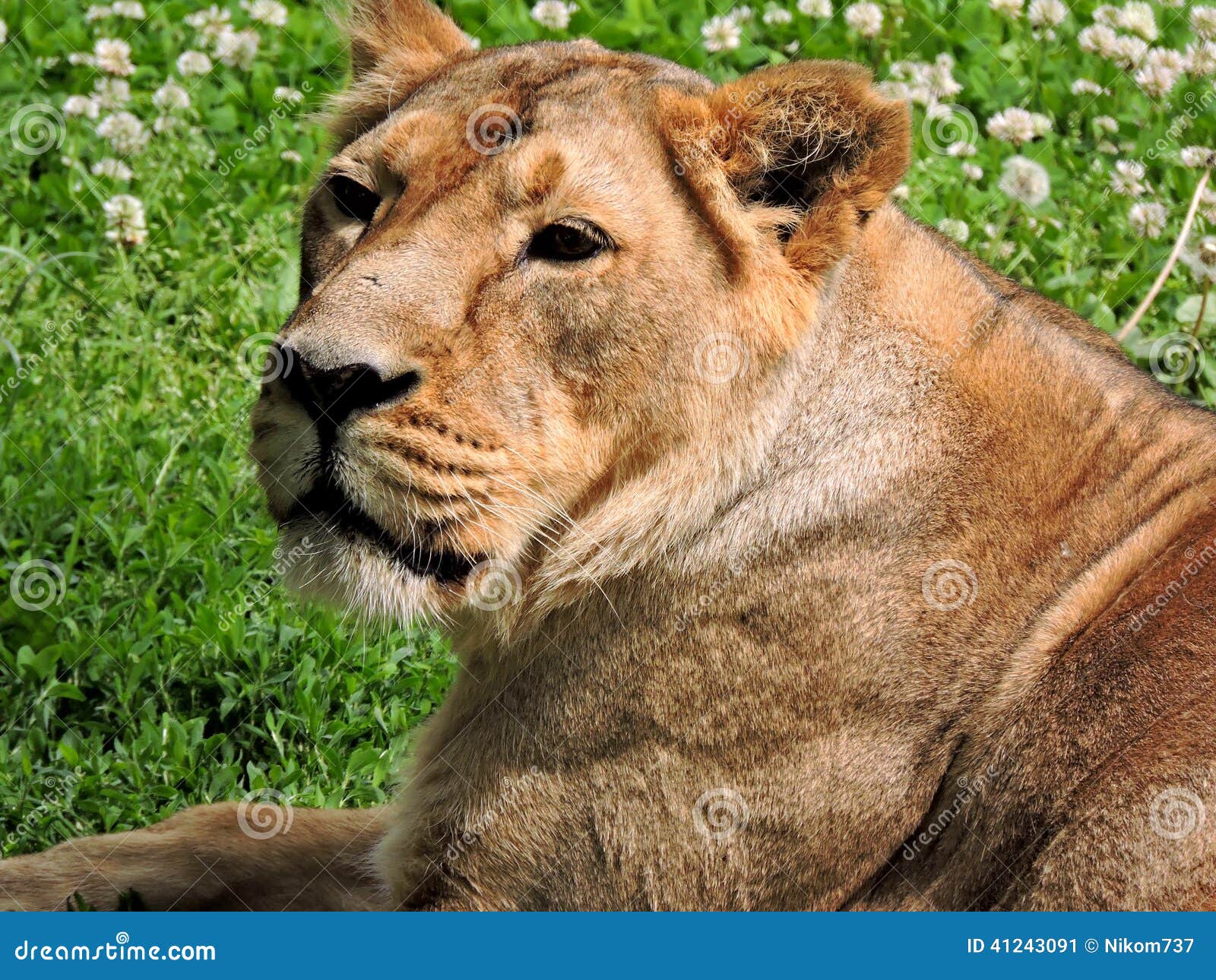 Lioness. stock image. Image of exclusive, water, giant - 41243091