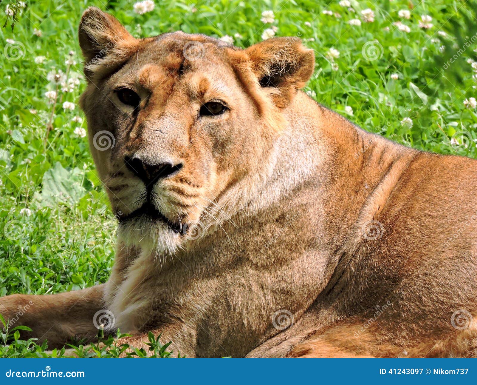 Lioness. stock image. Image of lioness, power, striped - 41243097