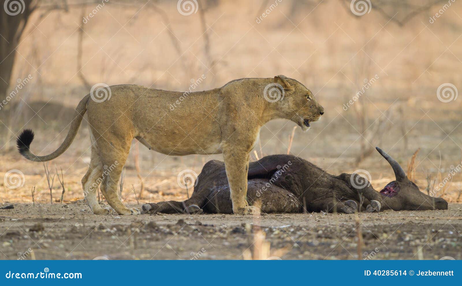 Lioness by African Buffalo Kill Stock Photo - Image of authority ...