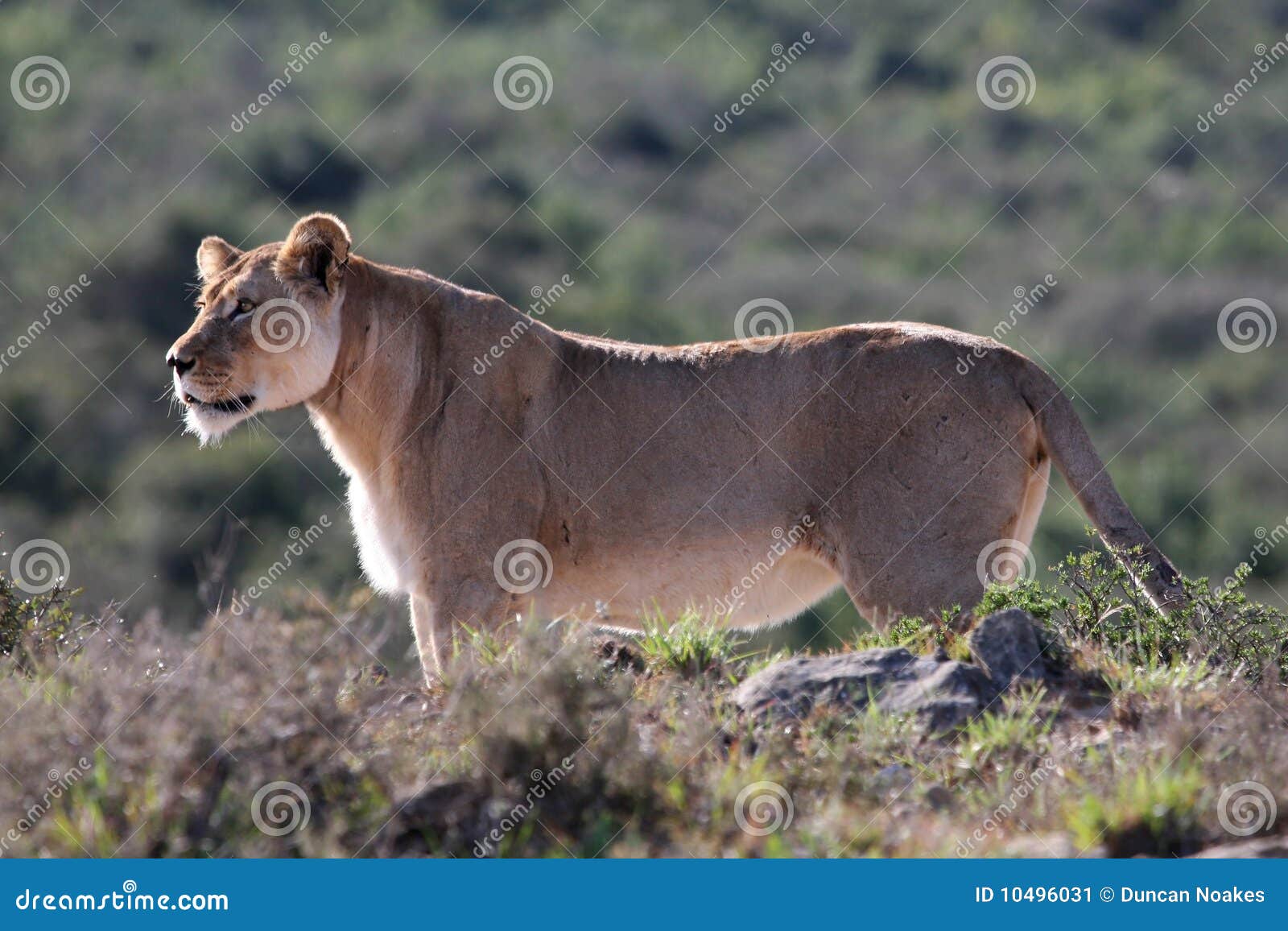 Lioness Alert stock image. Image of mammal, predator - 10496031