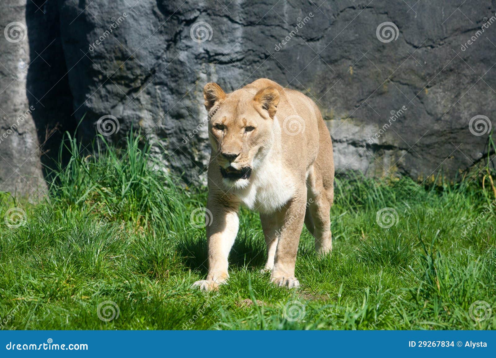 Lioness on the Attack stock photo. Image of hunter, stalking - 29267834