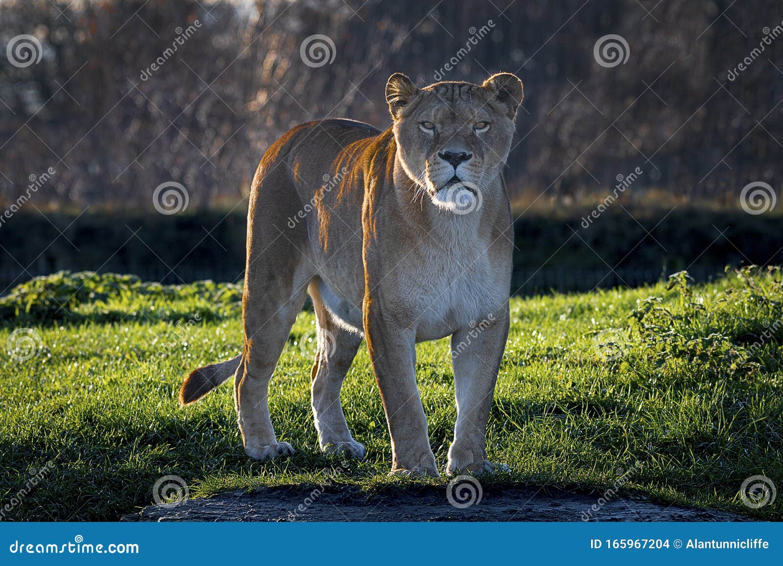 Portrait of a lioness stock photo. Image of nature, animal - 165967204
