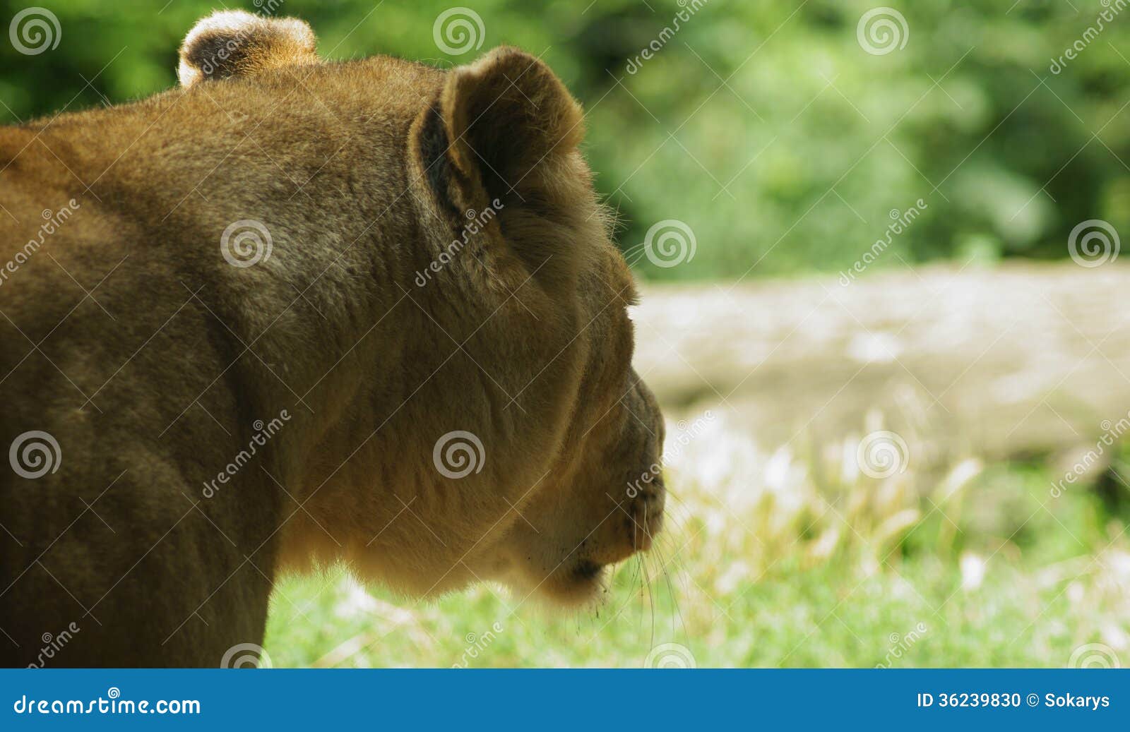 A lioness back view stock photo. Image of garden, lioness - 36239830