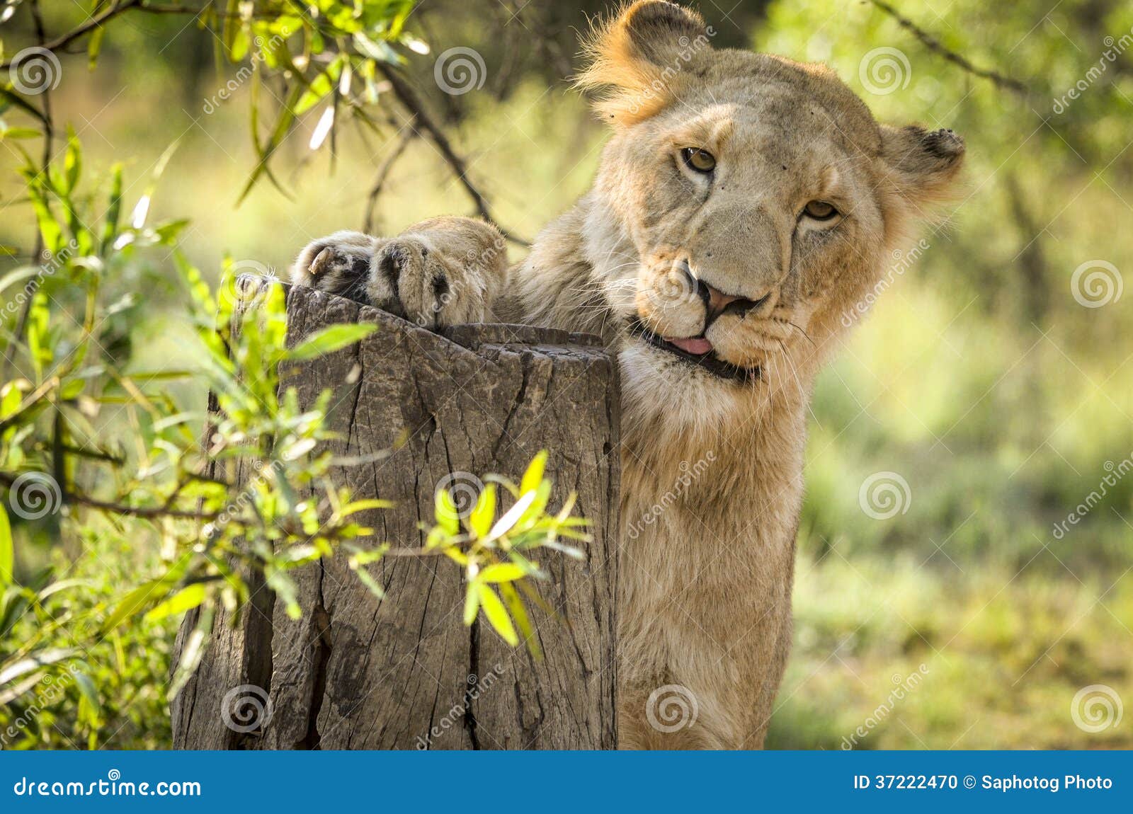 Lioness stock photo. Image of majestic, mane, carnivore - 37222470