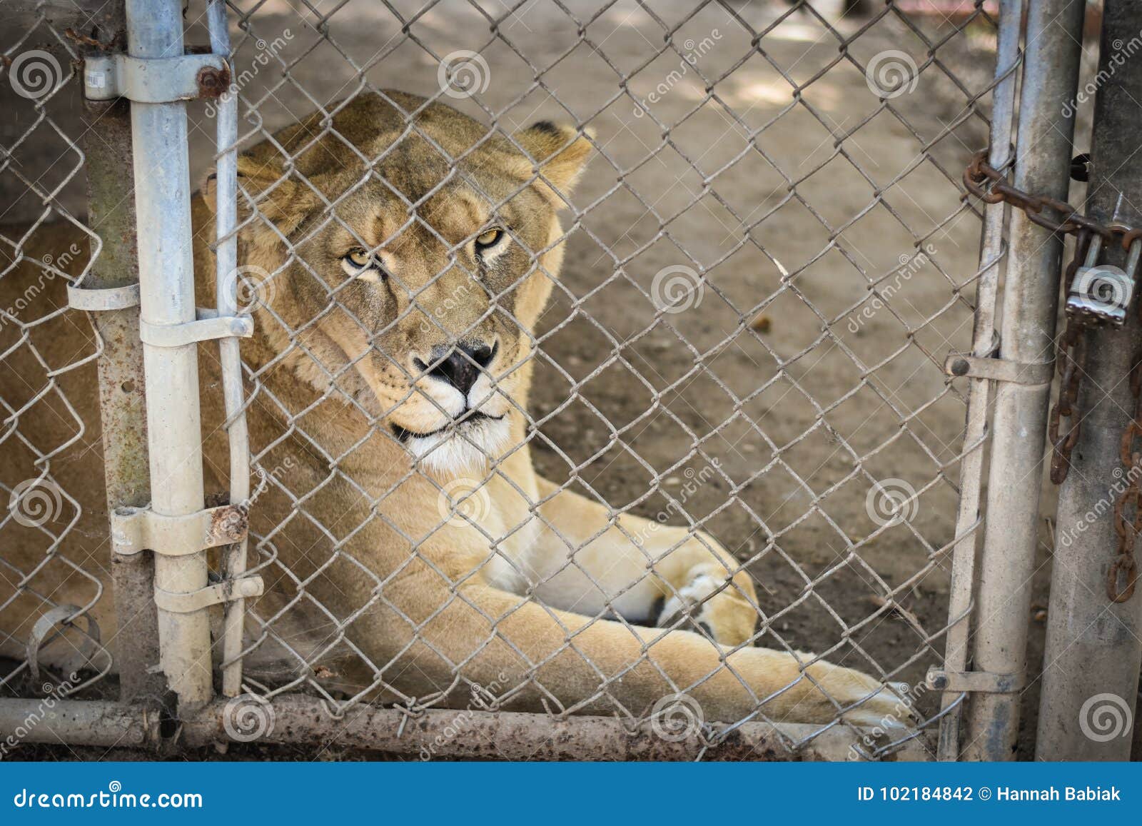 Lion in Captivity stock photo. Image of lioness, padlock - 102184842