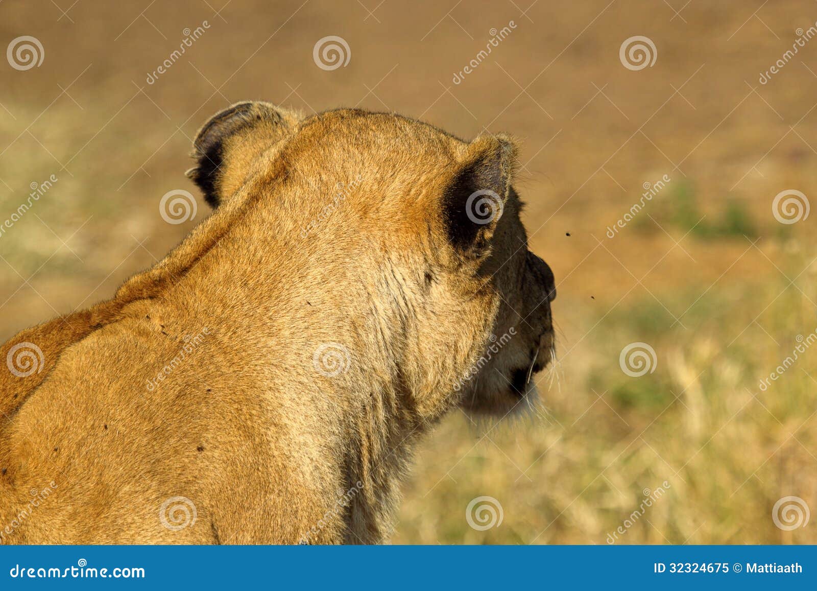 Lioness from behind stock image. Image of panthera, lion - 32324675
