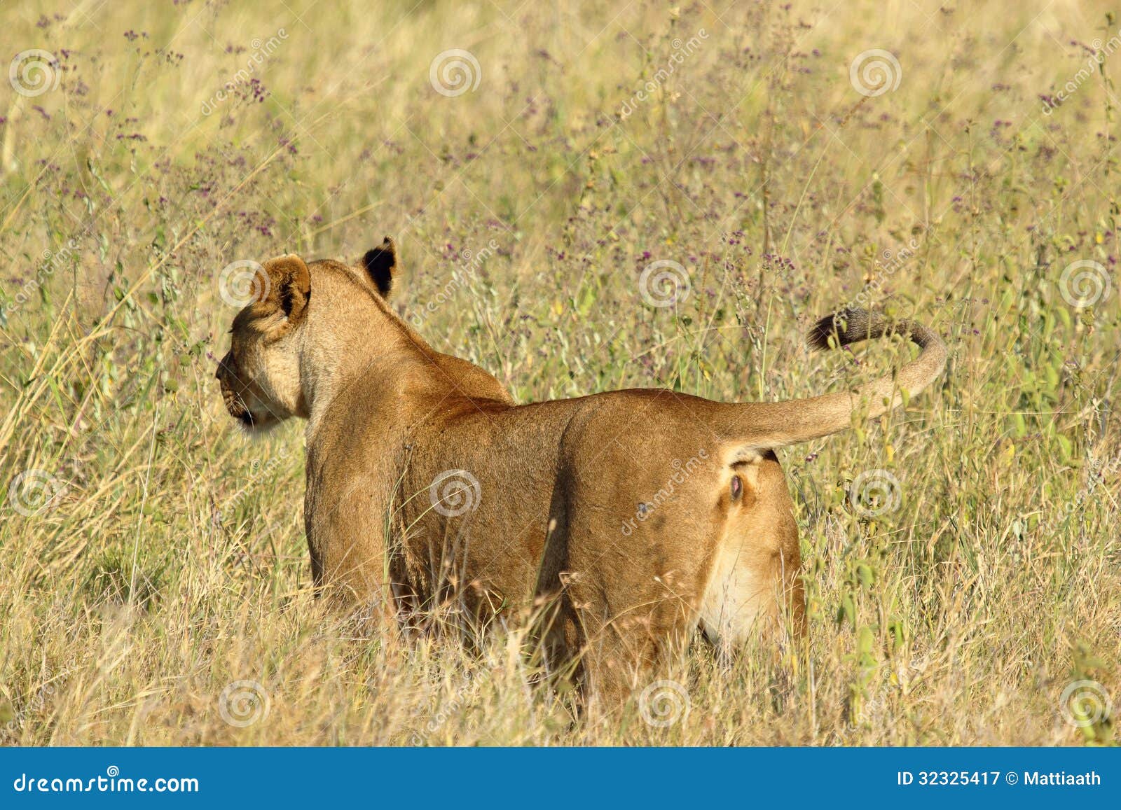 Lioness from behind stock image. Image of endangered - 32325417