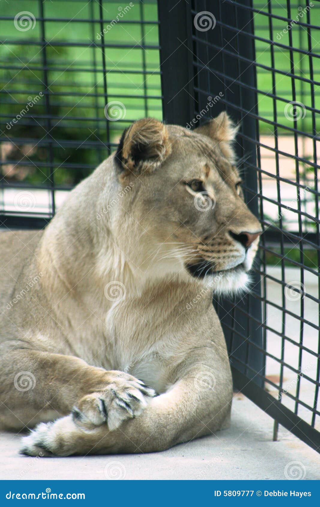 Lioness in a Cage stock image. Image of paws, female, large - 5809777