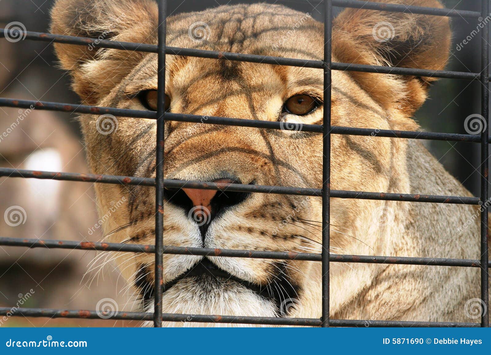 Lioness in a Cage stock photo. Image of animal, lioness - 5871690