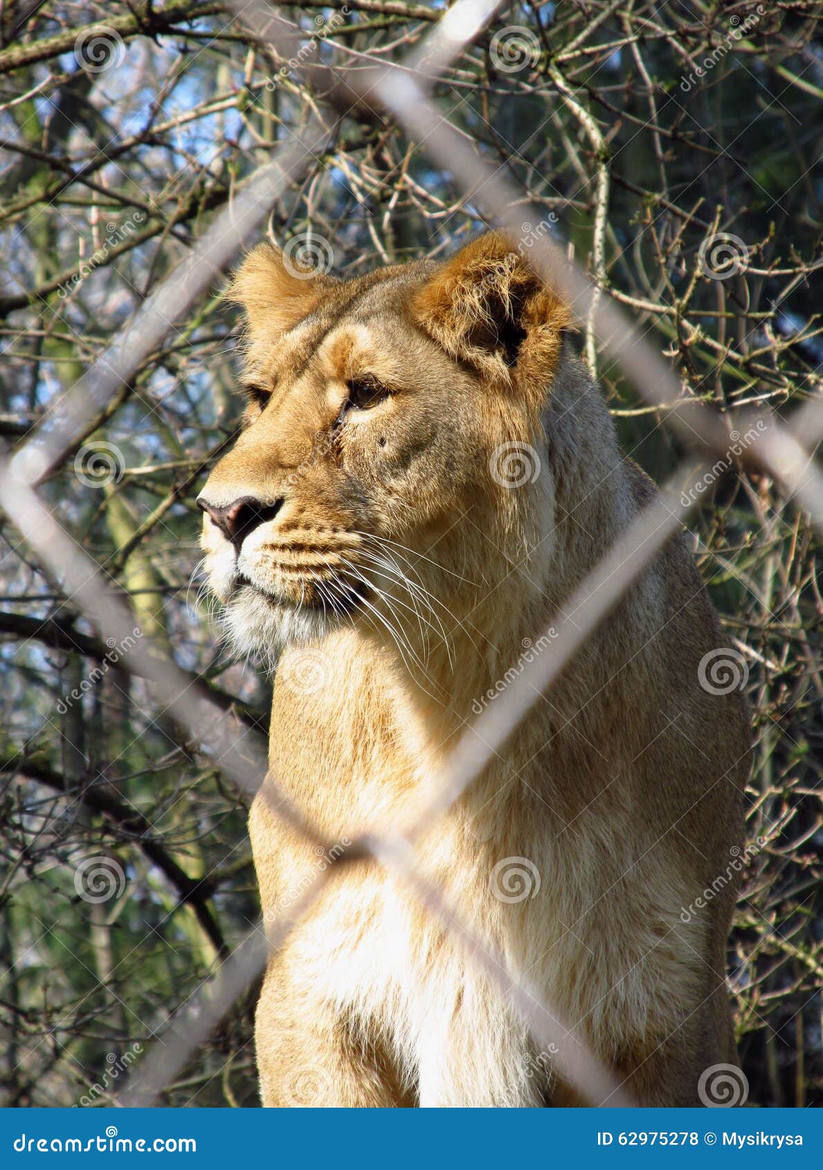 Lioness in the cage stock photo. Image of imprisoned - 62975278