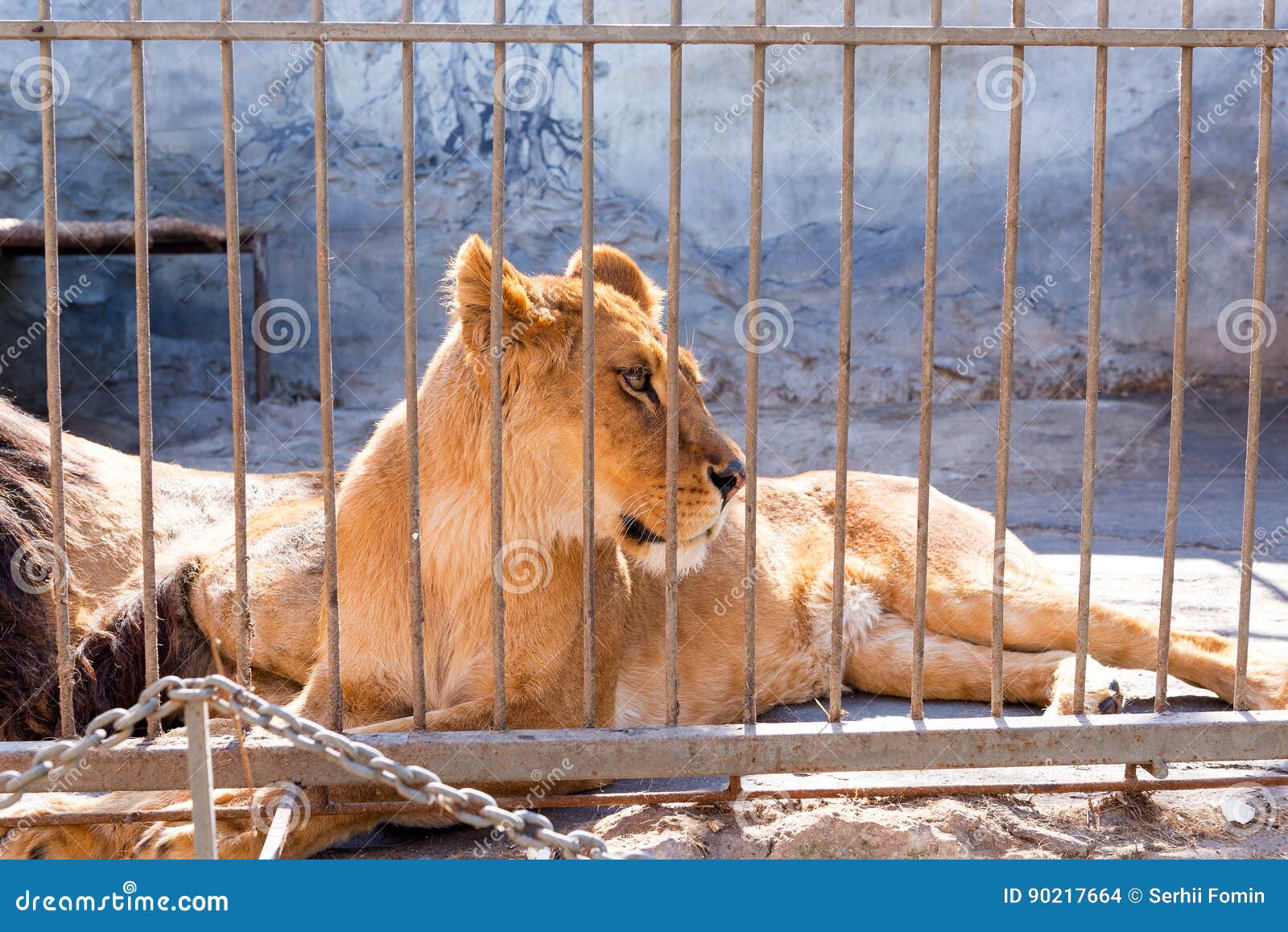 Lioness in Captivity in a Zoo Behind Bars. Power and Aggression in the ...