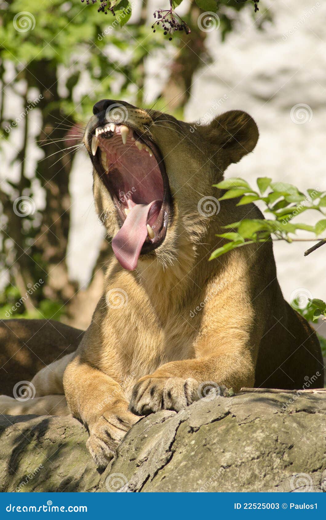 Lioness che rugge immagine stock. Immagine di sbadiglio - 22525003