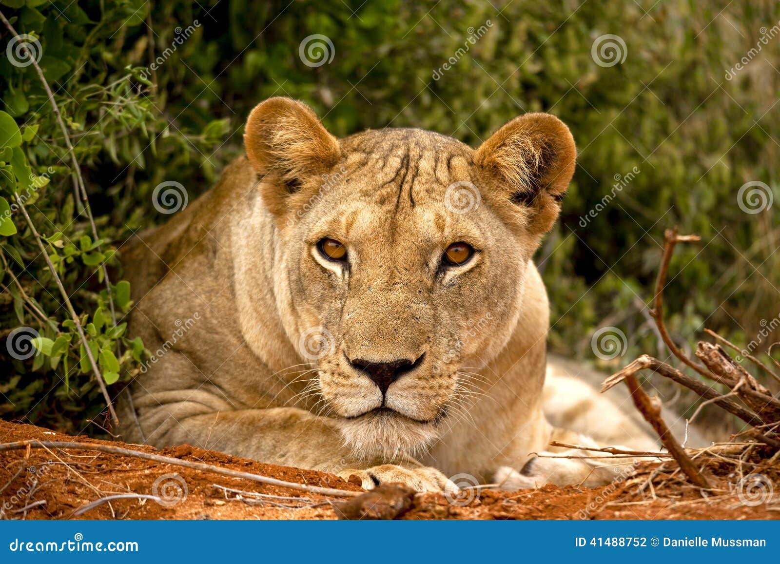 Baby Lion Under The Chin