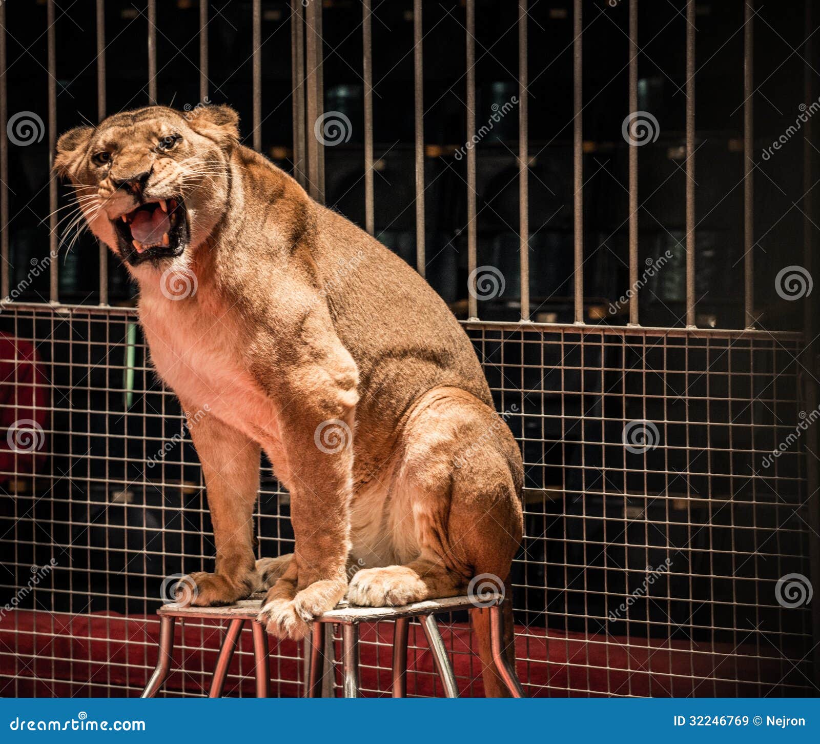 Lioness in circus stock image. Image of fang, dangerous - 32246769
