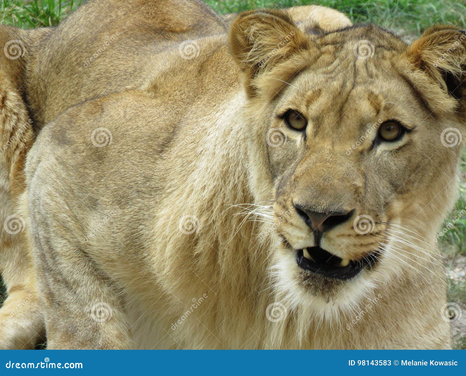 Lioness stock image. Image of furry, animal, africa, mammal - 98143583