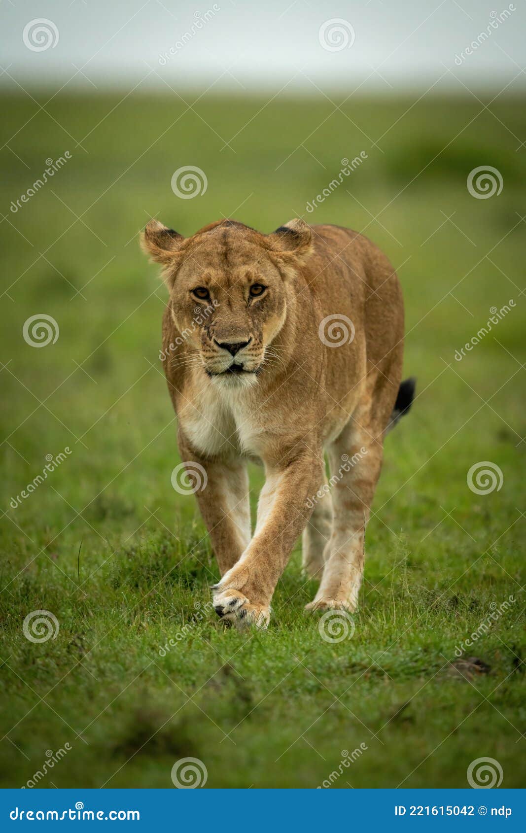 Lioness Crosses Savannah Casting Shadow At Dawn Royalty-Free Stock ...