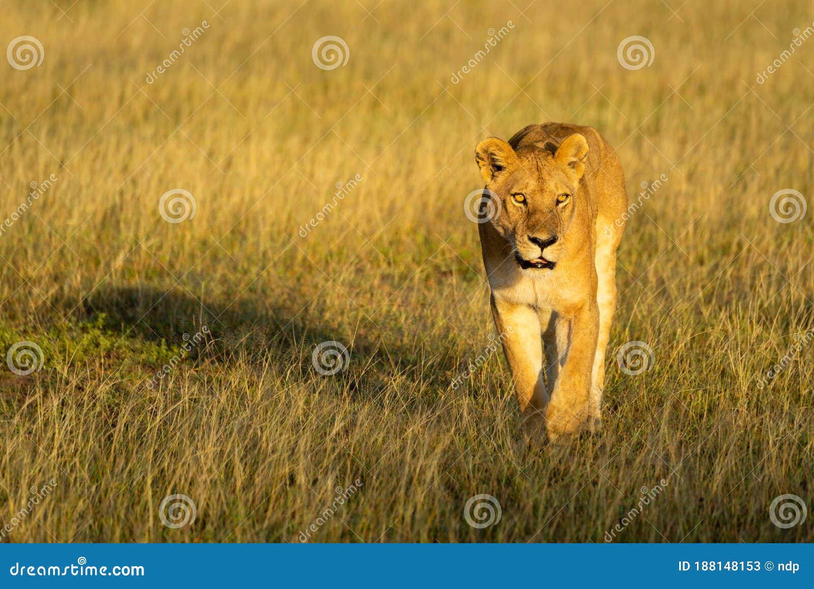 Lioness Crosses Savannah Casting Shadow at Dawn Stock Image - Image of ...