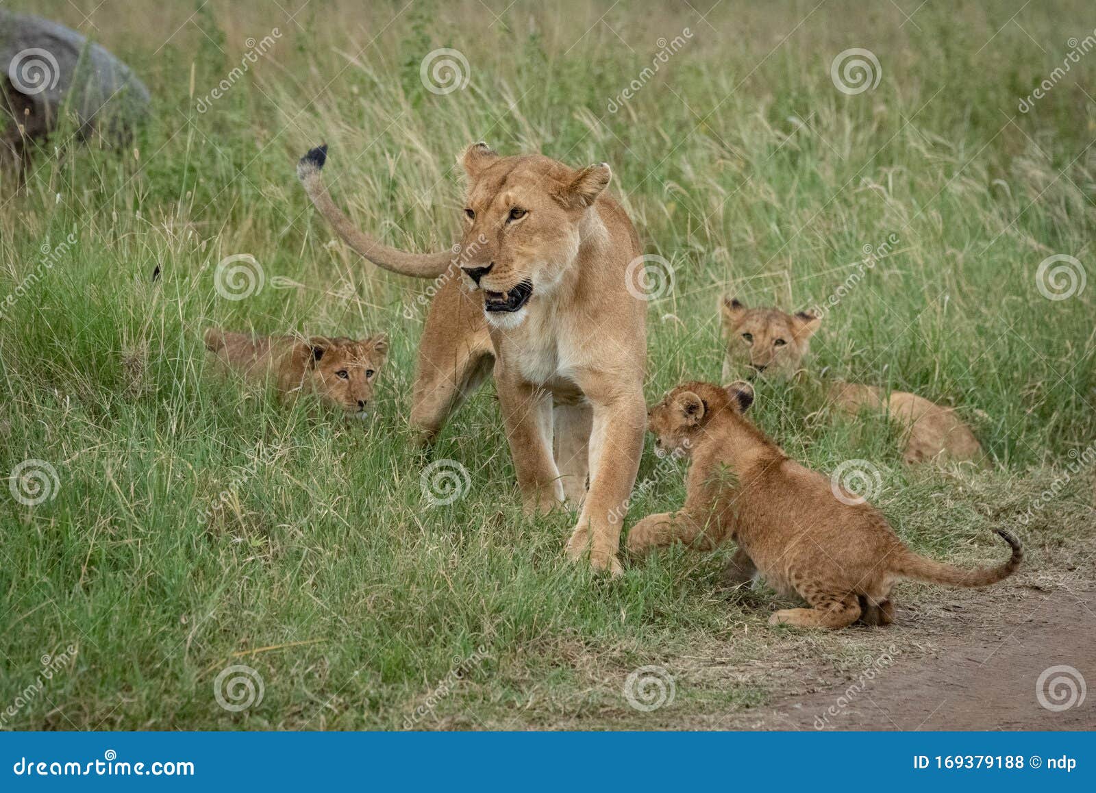 Lioness Crossing Grass with Three Playful Cubs Stock Photo - Image of ...