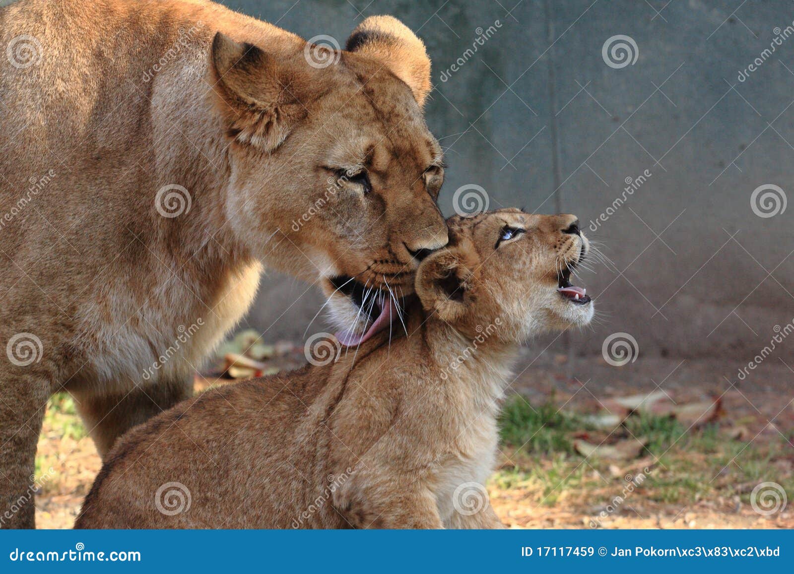 Lioness With A Cub