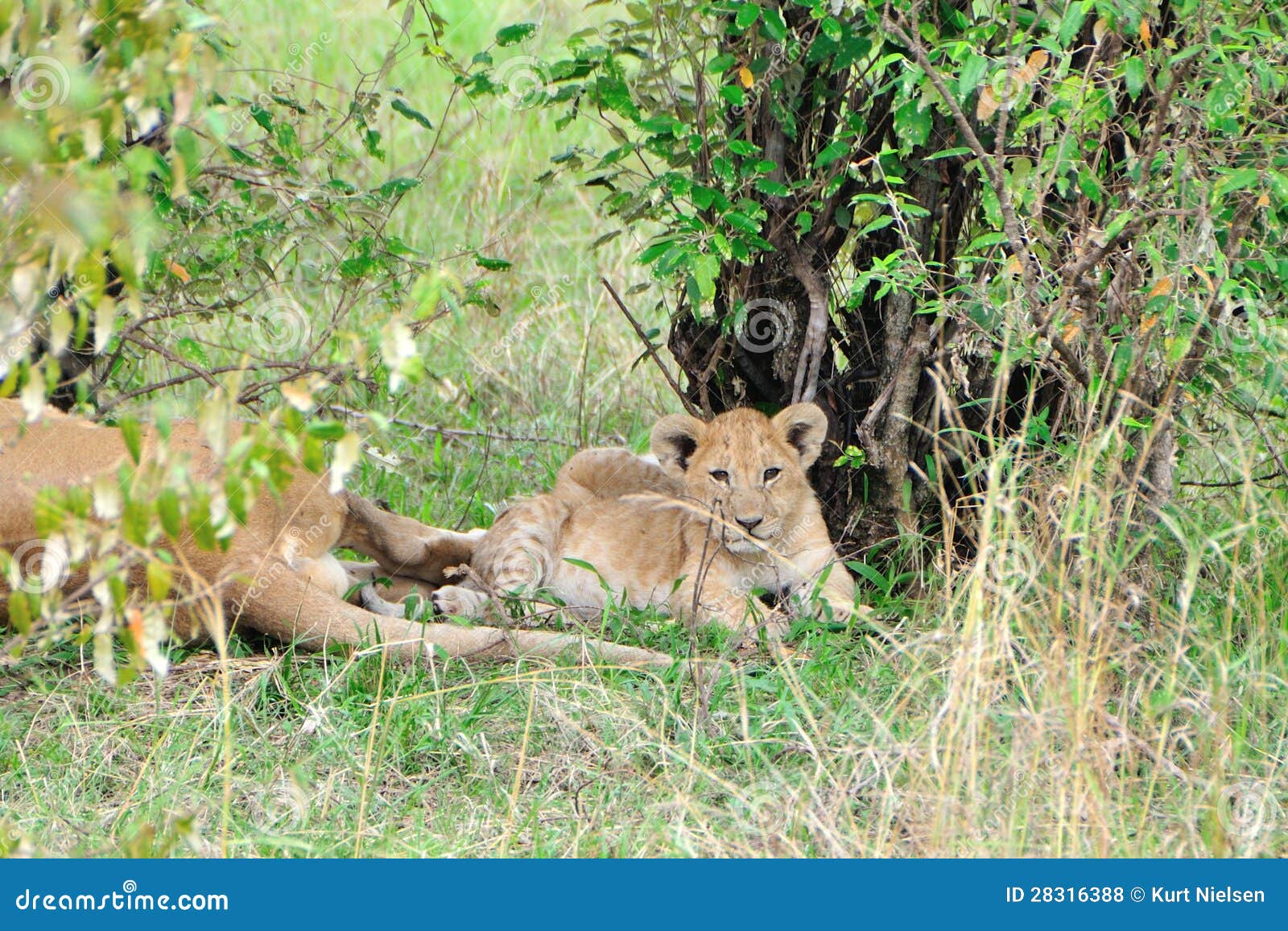 Lioness cub stock photo. Image of leafy, greenery, wildlife - 28316388