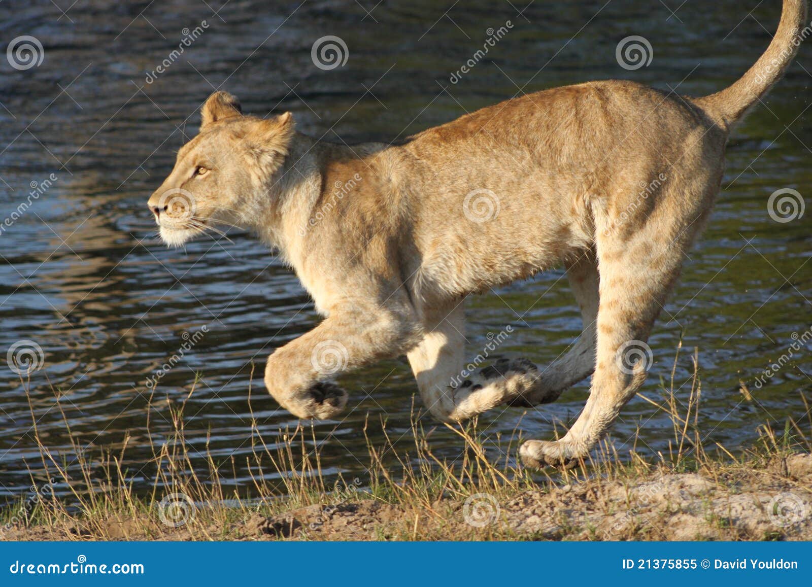 Lioness Cub Running by Lake Stock Image - Image of profile, closeup ...