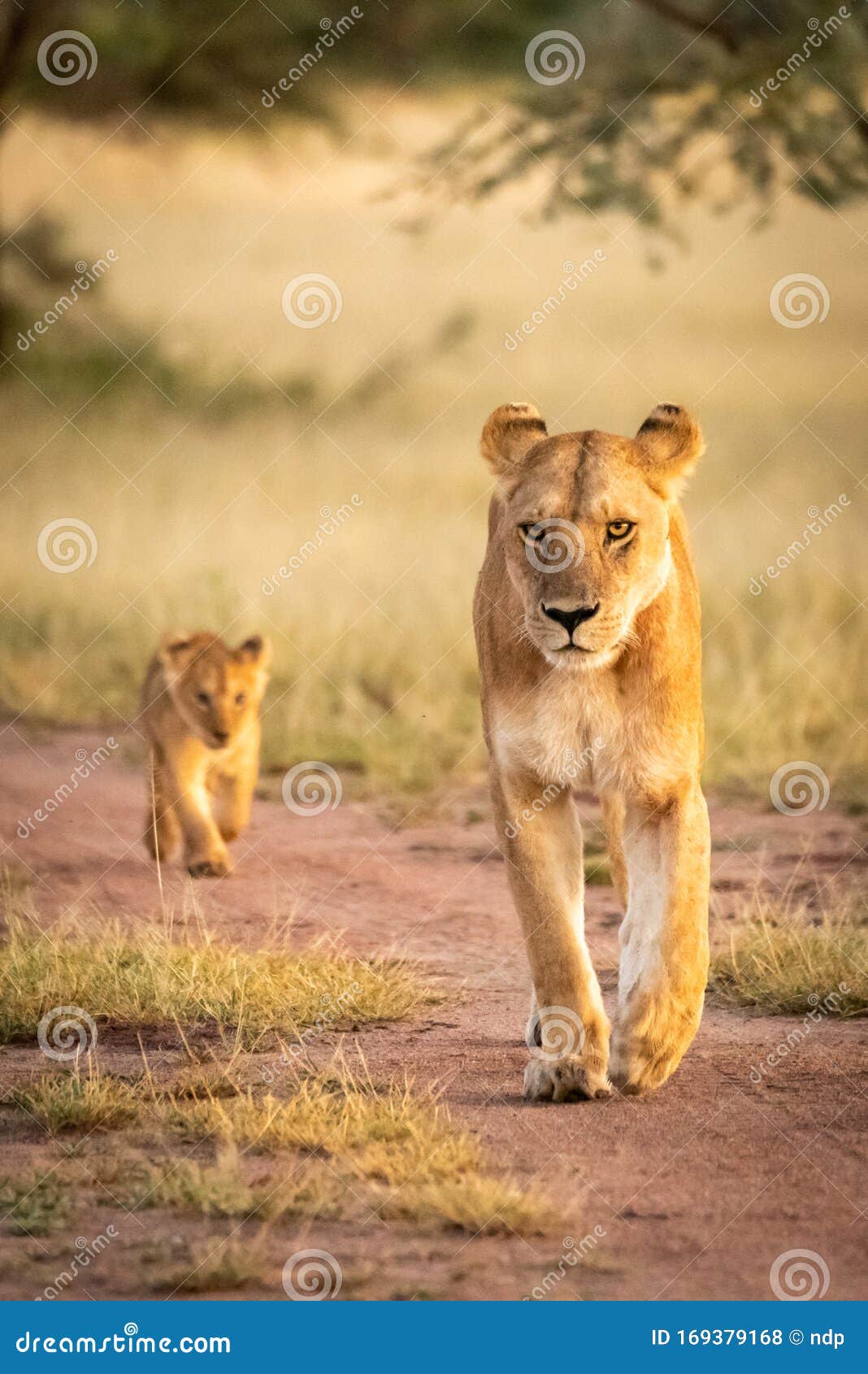 Lioness and Cub Walking on Sandy Track Stock Photo - Image of lioness ...