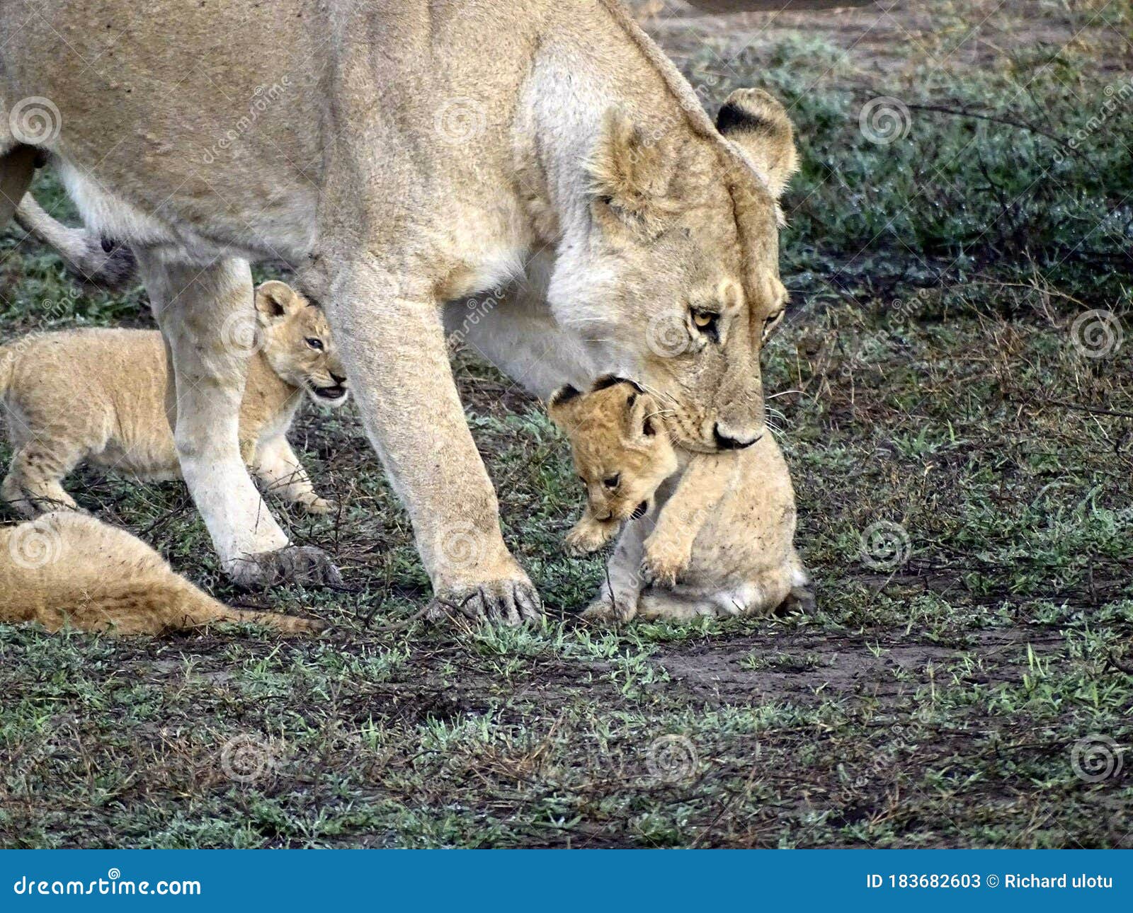 Lioness Cubs stock image. Image of cubs, wildanimal - 183682603