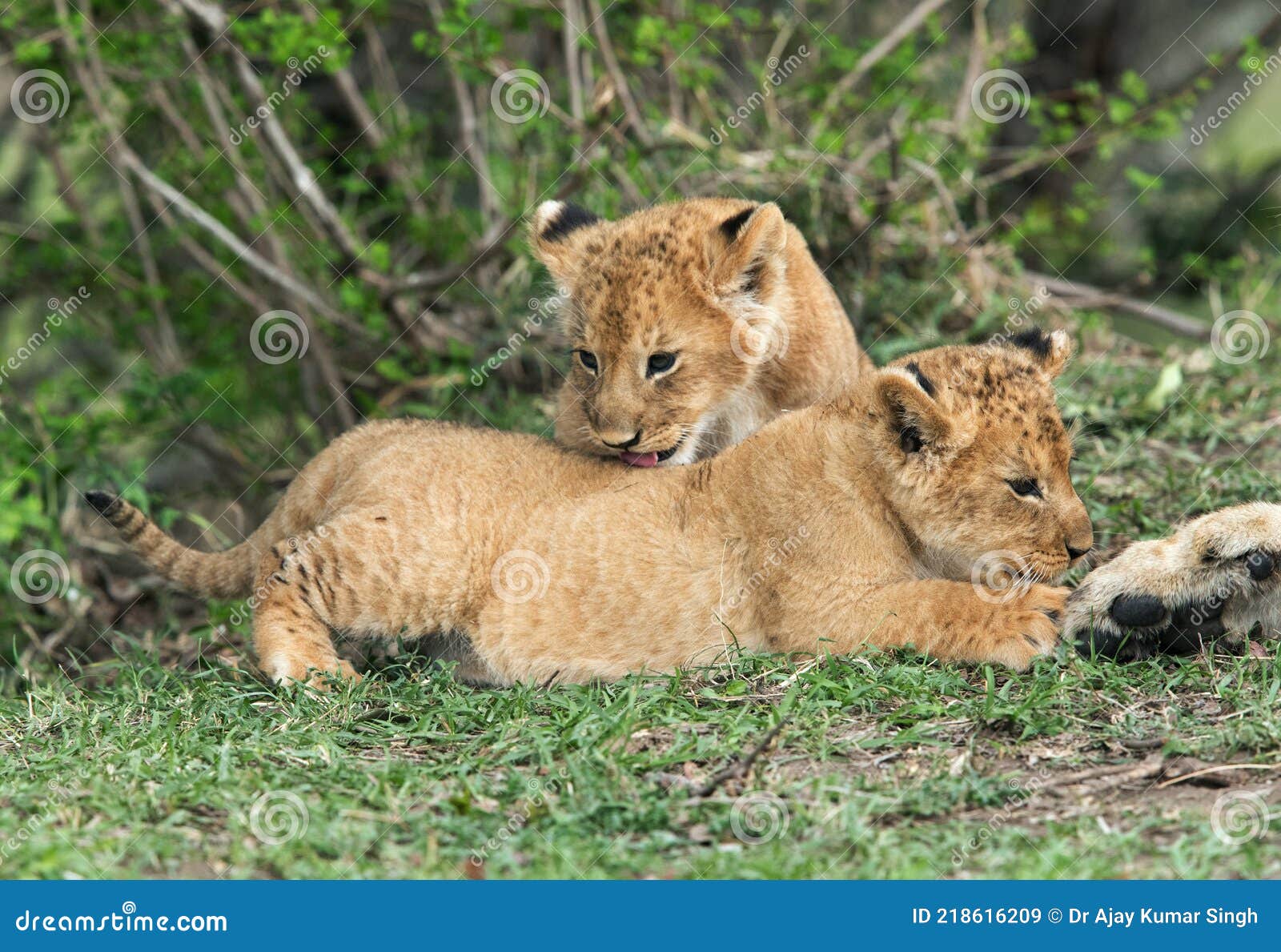 Lioness And Cubs, Murchison National Park, Uganda Stock Photography ...