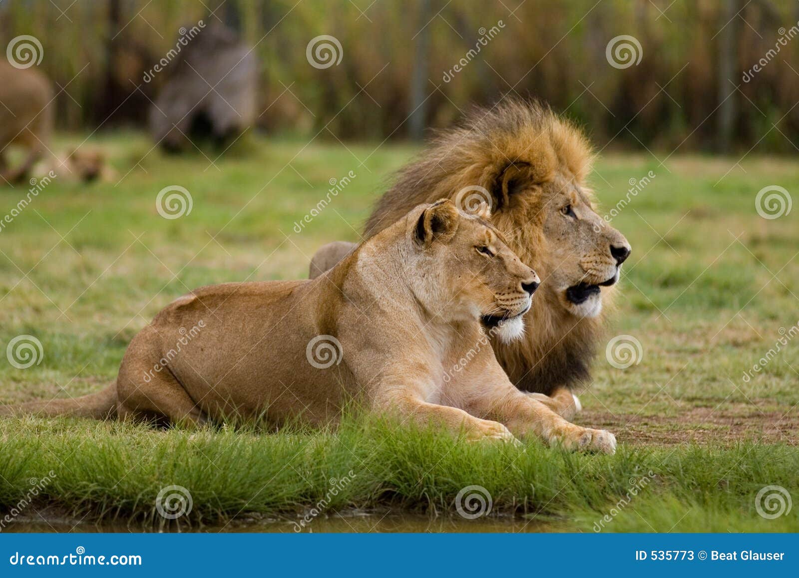 Lioness e leone immagine stock. Immagine di coppie, sposato - 535773