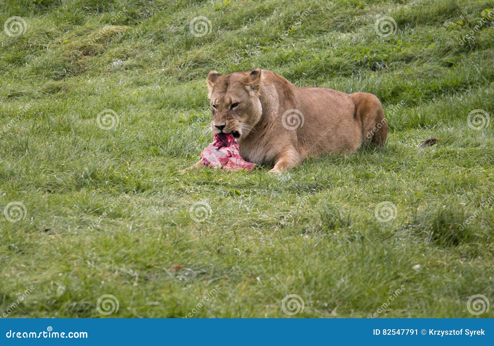 Lioness eating its prey stock image. Image of environment - 82547791
