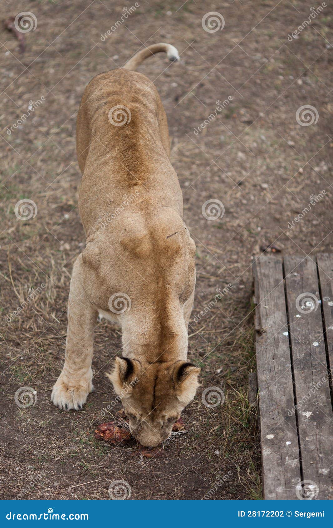 Lioness eating meat stock photo. Image of predator, lions - 28172202