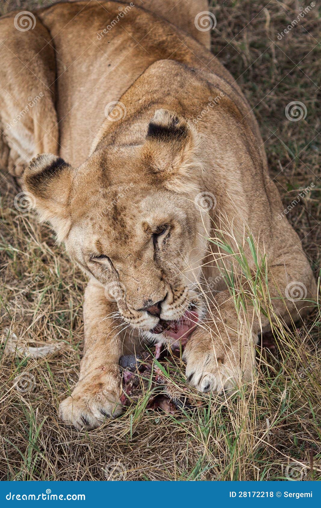 Lioness eating meat stock photo. Image of outdoors, wilderness - 28172218