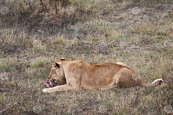Lioness eating meat stock photo. Image of mane, predator - 28172220