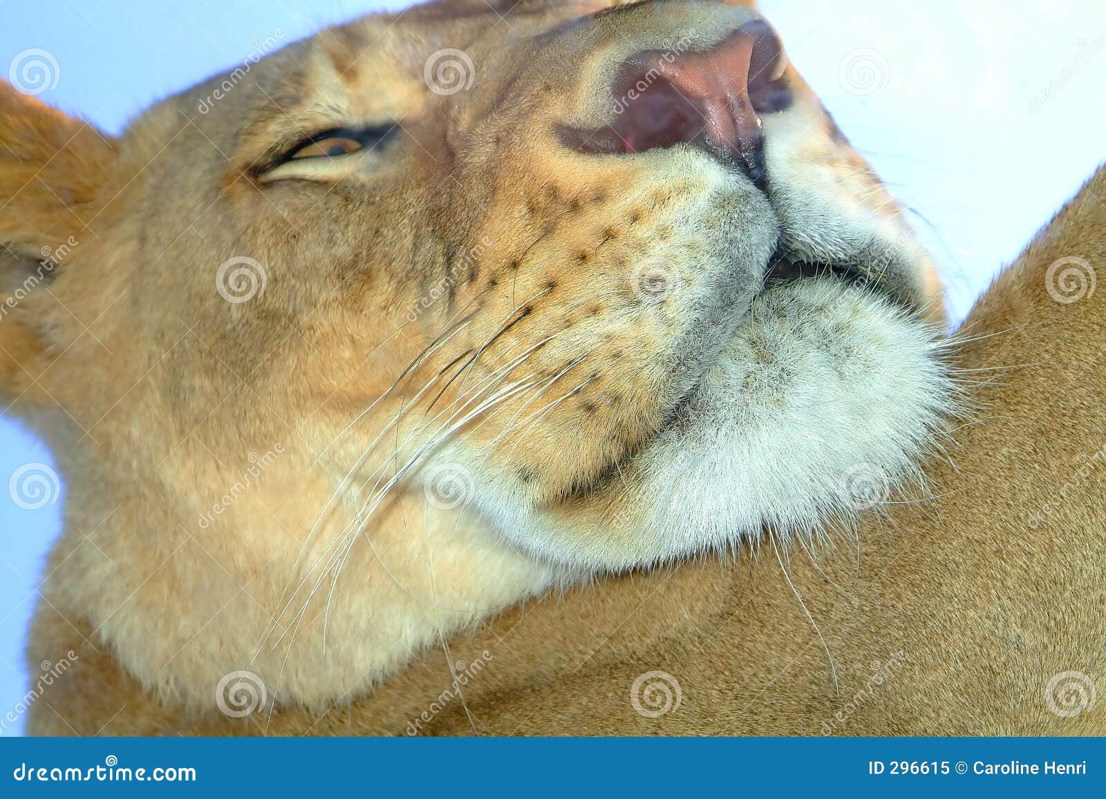 Lioness face stock image. Image of nature, meadows, wildlife - 296615