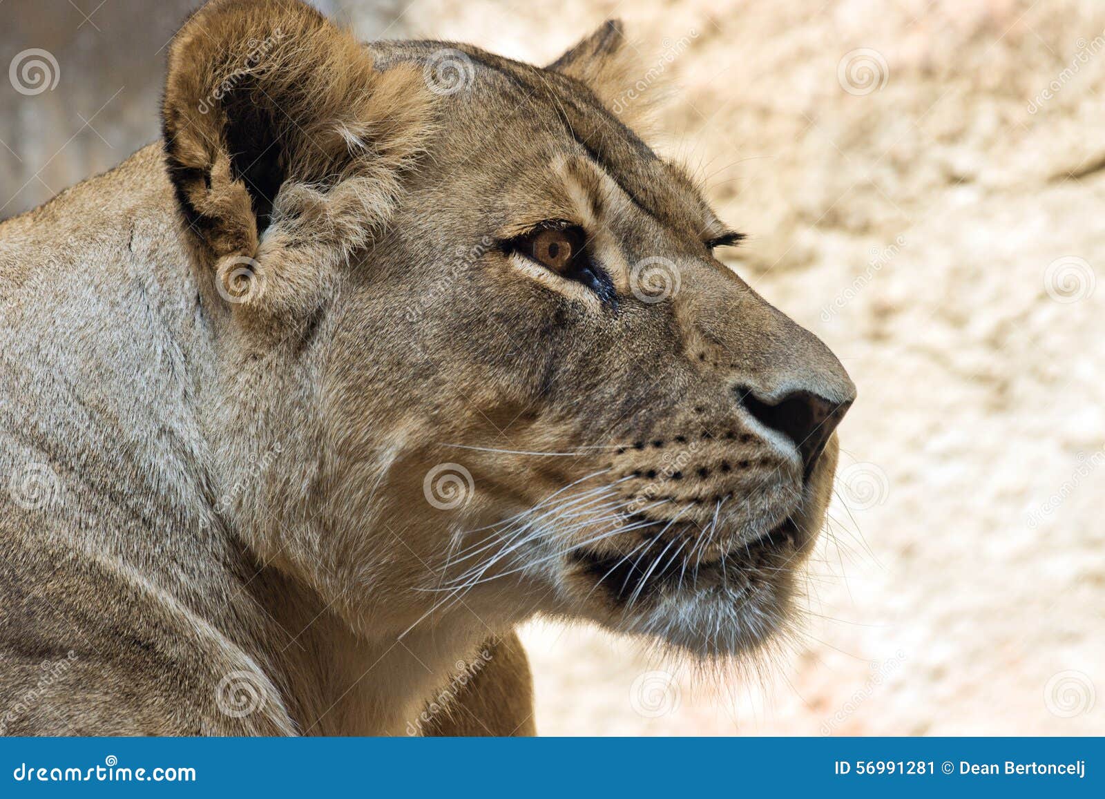 Lioness stock image. Image of lion, africa, roar, wild - 56991281
