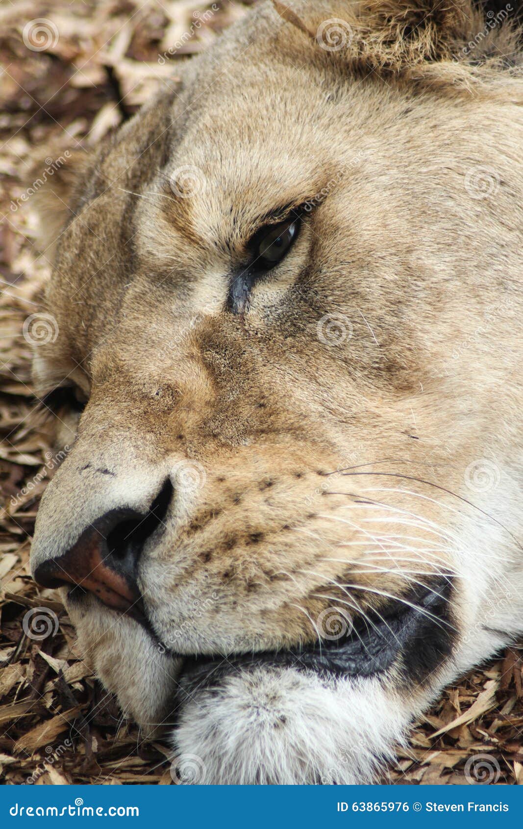 Lioness Face Portrait stock photo. Image of lioness, lying - 63865976