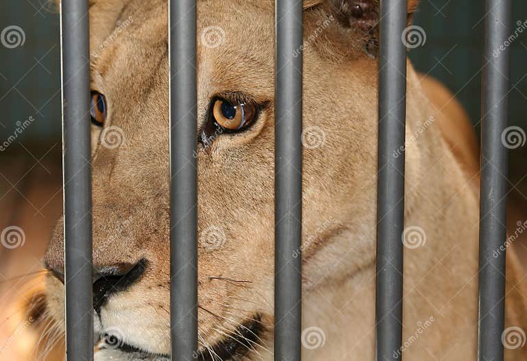 Lioness female cage stock photo. Image of eyes, face, captured - 5483694