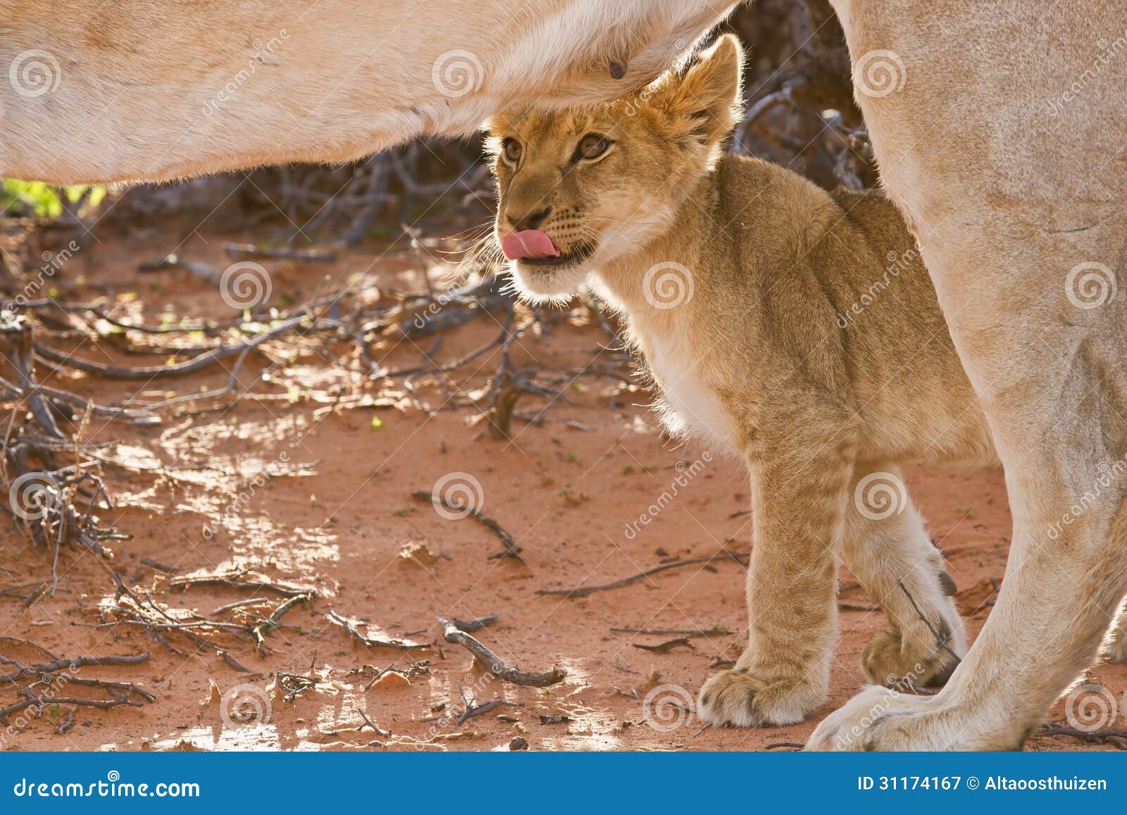 Lioness female with cubs stock image. Image of lion, outdoors - 31174167