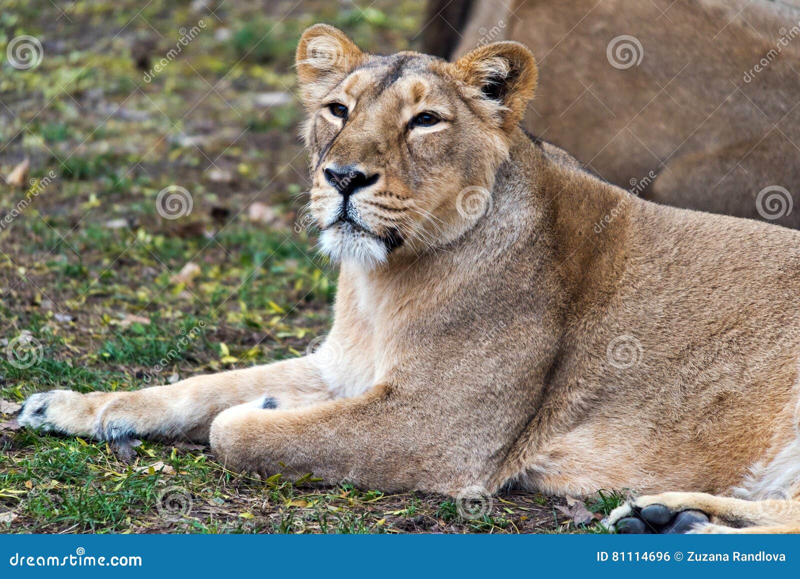 Lioness female lion stock photo. Image of lioness, carnivore - 81114696
