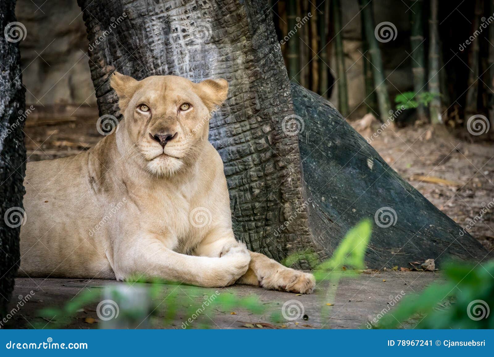Lioness, Female lion stock image. Image of mammal, nature - 78967241