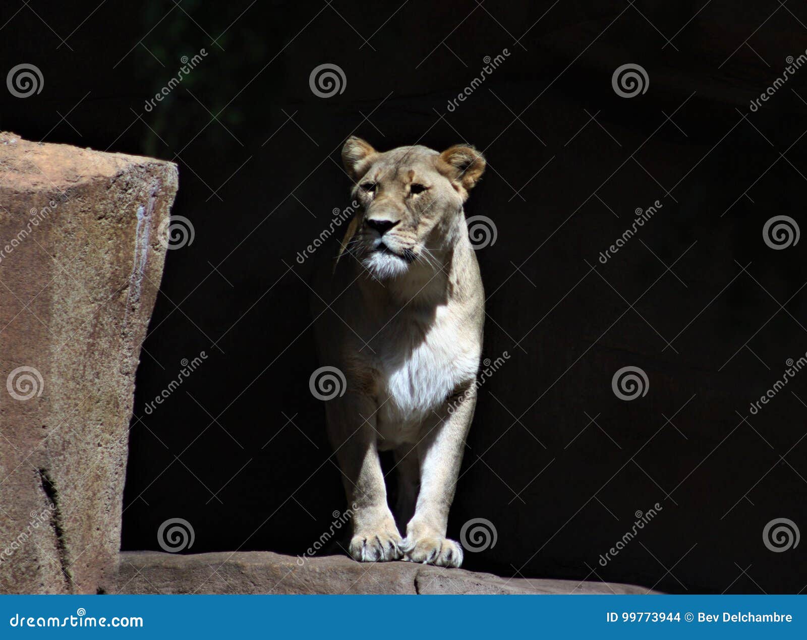 Lioness stock photo. Image of lioness, pride, female - 99773944