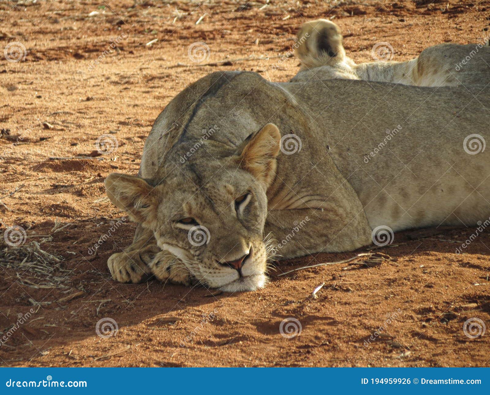 A Lioness in the Floor and Its Shadow Stock Photo - Image of yellow ...