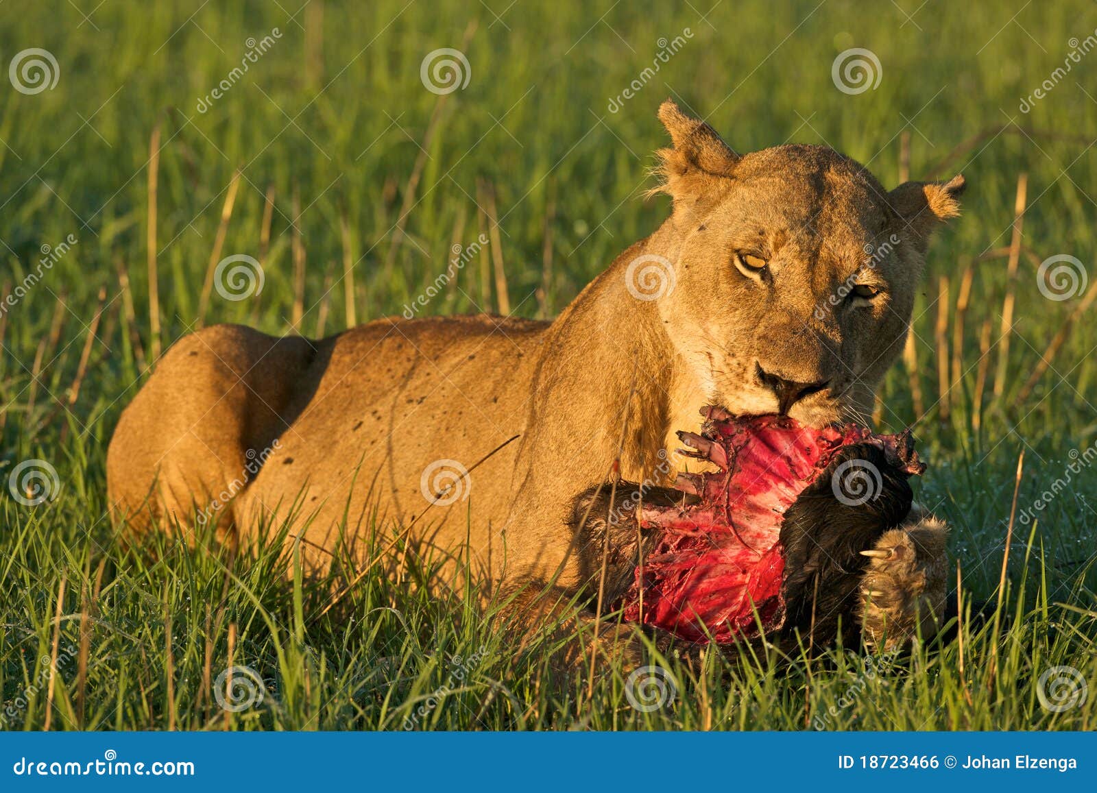 Lioness with food stock photo. Image of park, safari - 18723466
