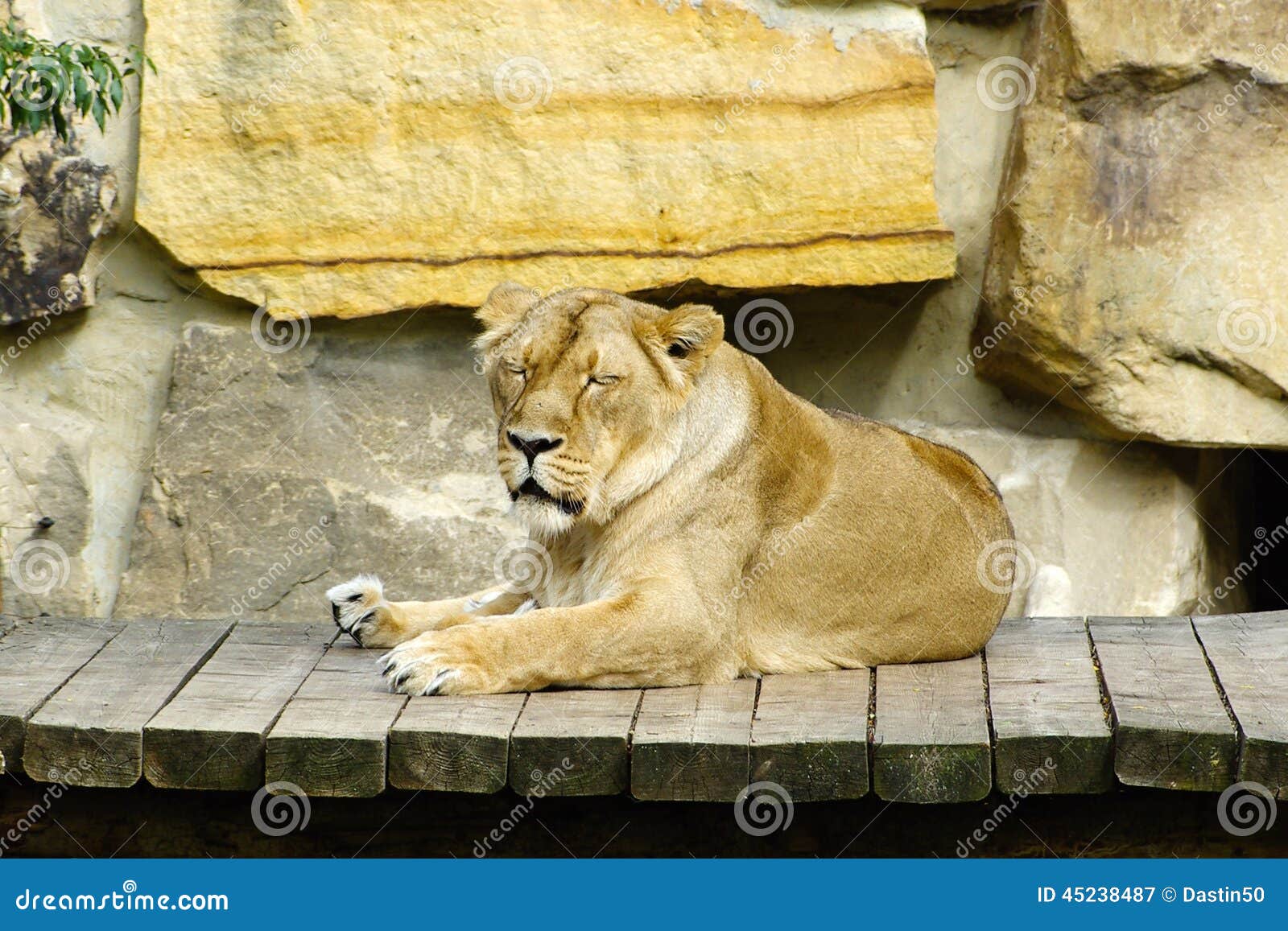 Lioness, Friendly Animals at the Prague Zoo Stock Image - Image of ...