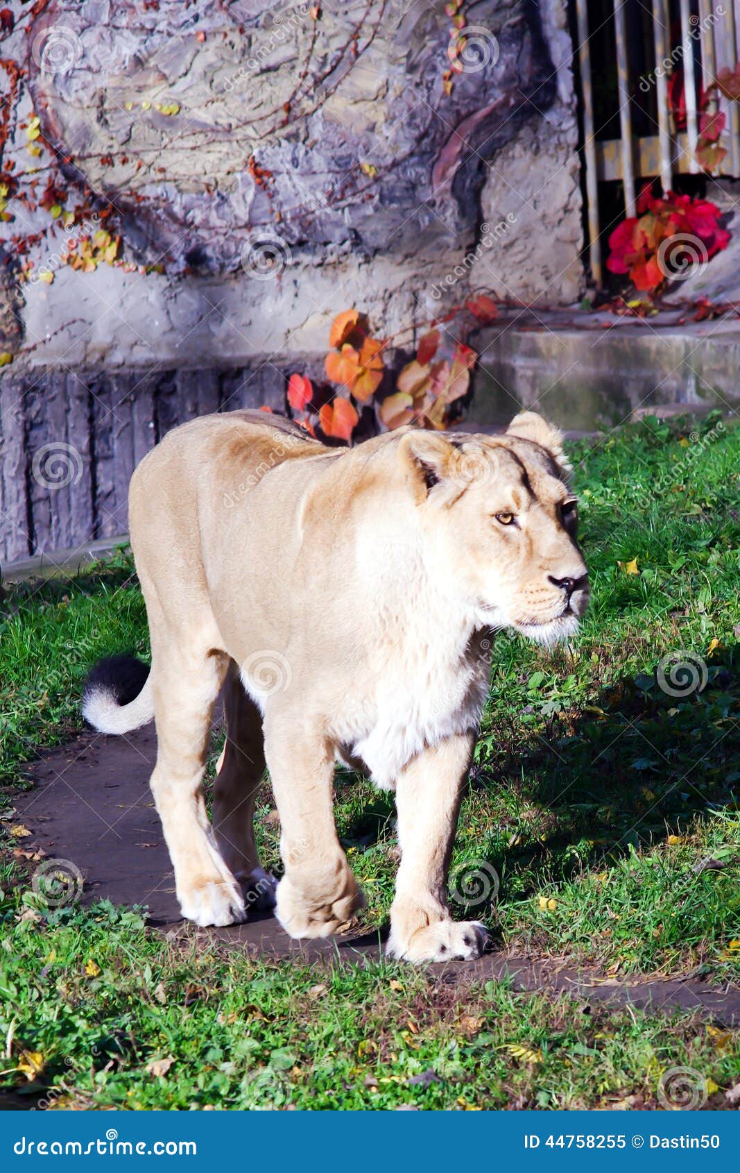 Lioness, Friendly Animals at the Prague Zoo. Stock Image - Image of ...