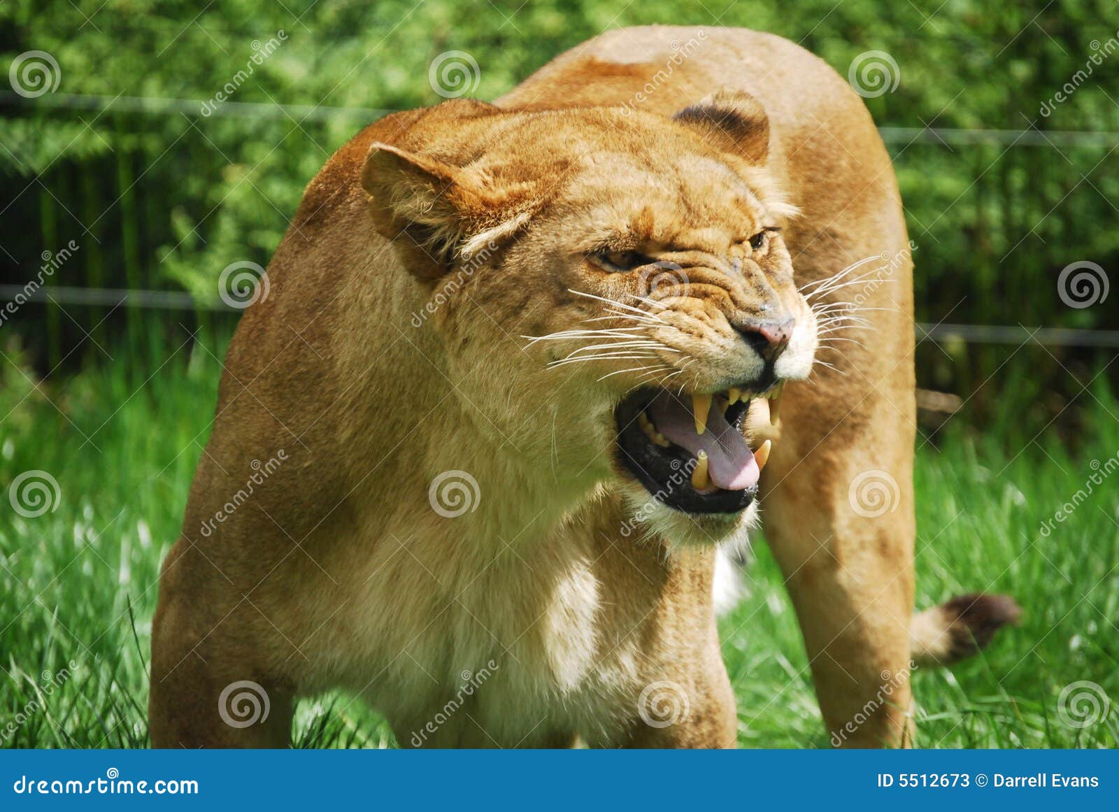 Lioness Growling stock image. Image of closeup, snarl - 5512673