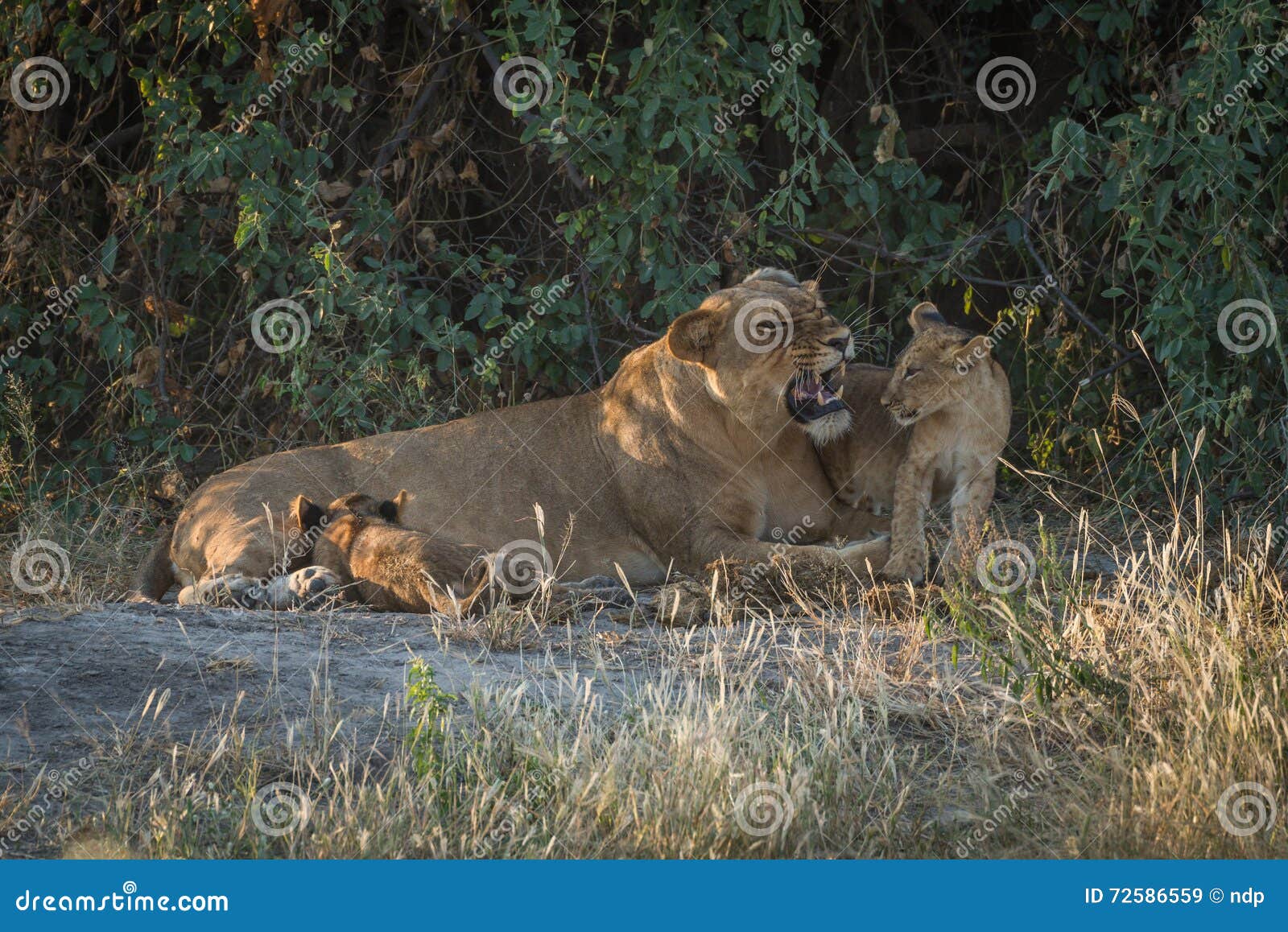 Lioness Growling in Bushes with Two Cubs Stock Image - Image of bushes ...