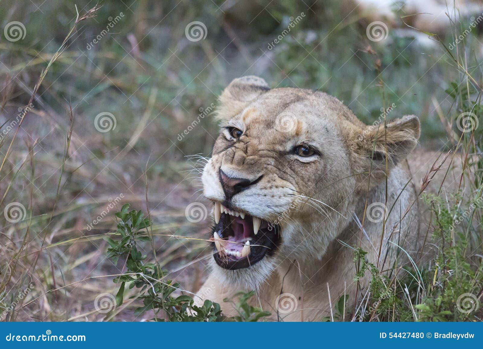 Lioness growling portrait stock photo. Image of predator - 54427480
