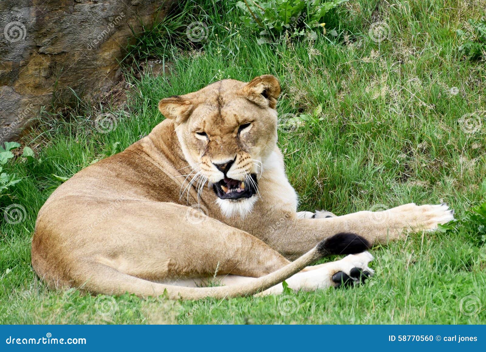 Lioness Growling stock photo. Image of upset, mammal - 58770560