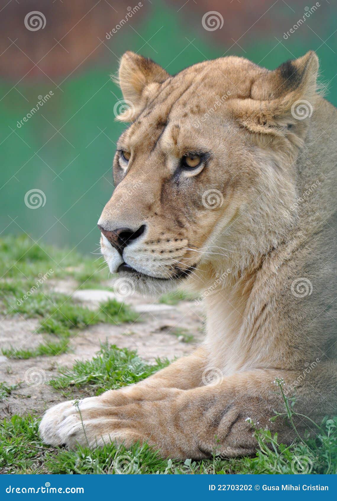 Lioness head stock photo. Image of african, nature, lion - 22703202